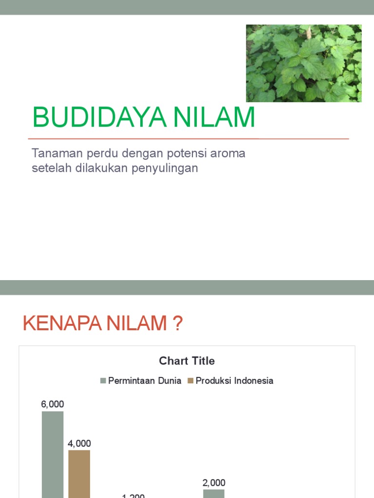 Budidaya Nilam | PDF
