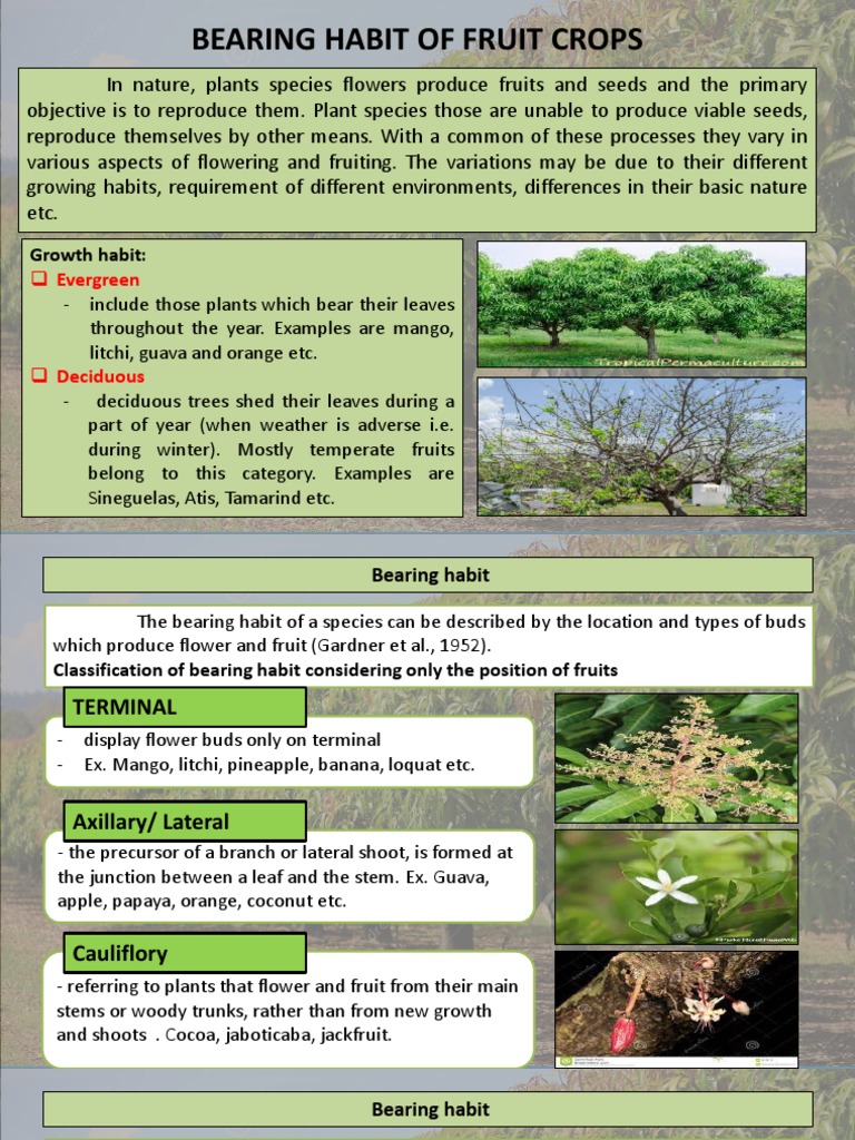 Bearing Habit of Fruit Crops | PDF | Pruning | Trees