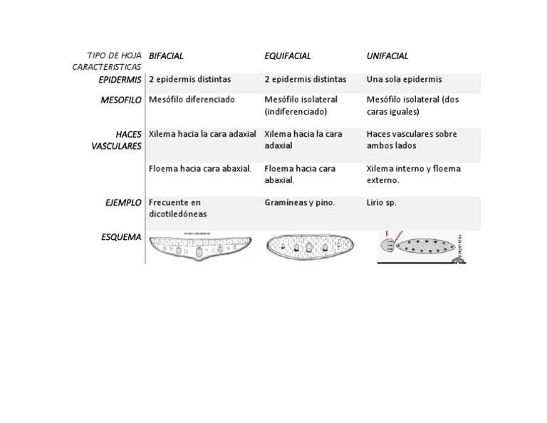 Tipos de hojas: bifacial y unifacial | PDF | Hogar, jardinería y ...