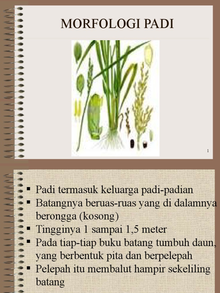 Morfologi Padi (Revisi 2021) | PDF
