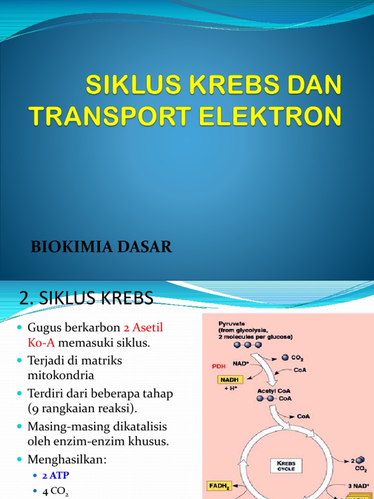 Biokimia Siklus Krebs Dan Transport Elektron | PDF