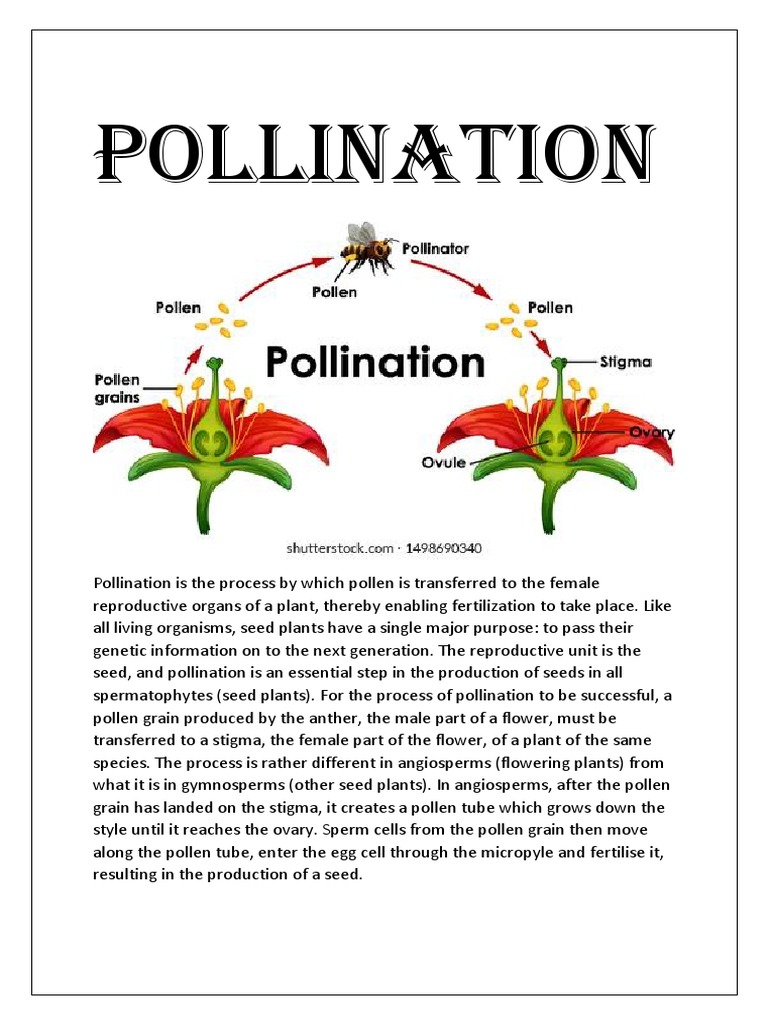 Bio Project | PDF | Pollination | Flowers