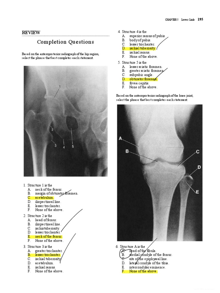 Short Snell Anatomy Review Guide | PDF