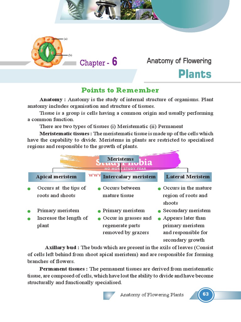 Anatomy of Flowering Plants Overview | PDF | Tissue (Biology) | Plant Stem
