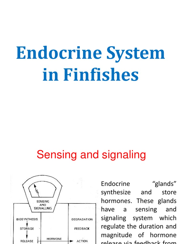 Endocrine System in Finfishes Explained | PDF | Cell Signaling | Hormone