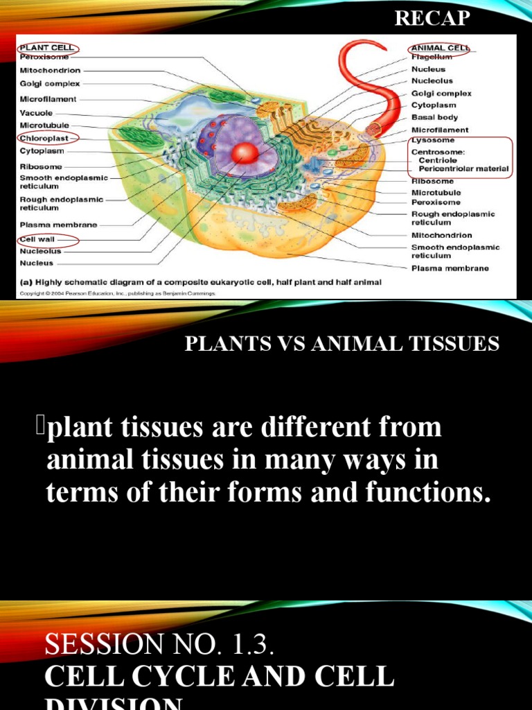 Understanding the Cell Cycle: A Breakdown of Mitosis, Meiosis, and ...