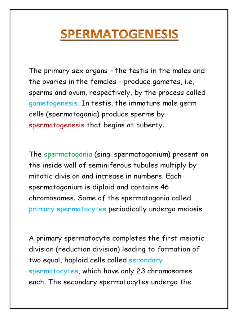 Overview of Spermatogenesis Process | PDF | Biological Interactions ...