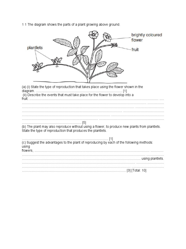 Homework Worksheet Plant Reproduction | PDF | Flowers | Reproduction