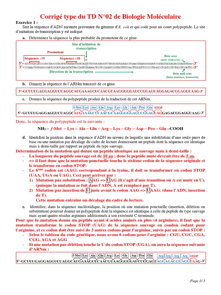 Td2 Corrige Type | PDF | Intron | Gène