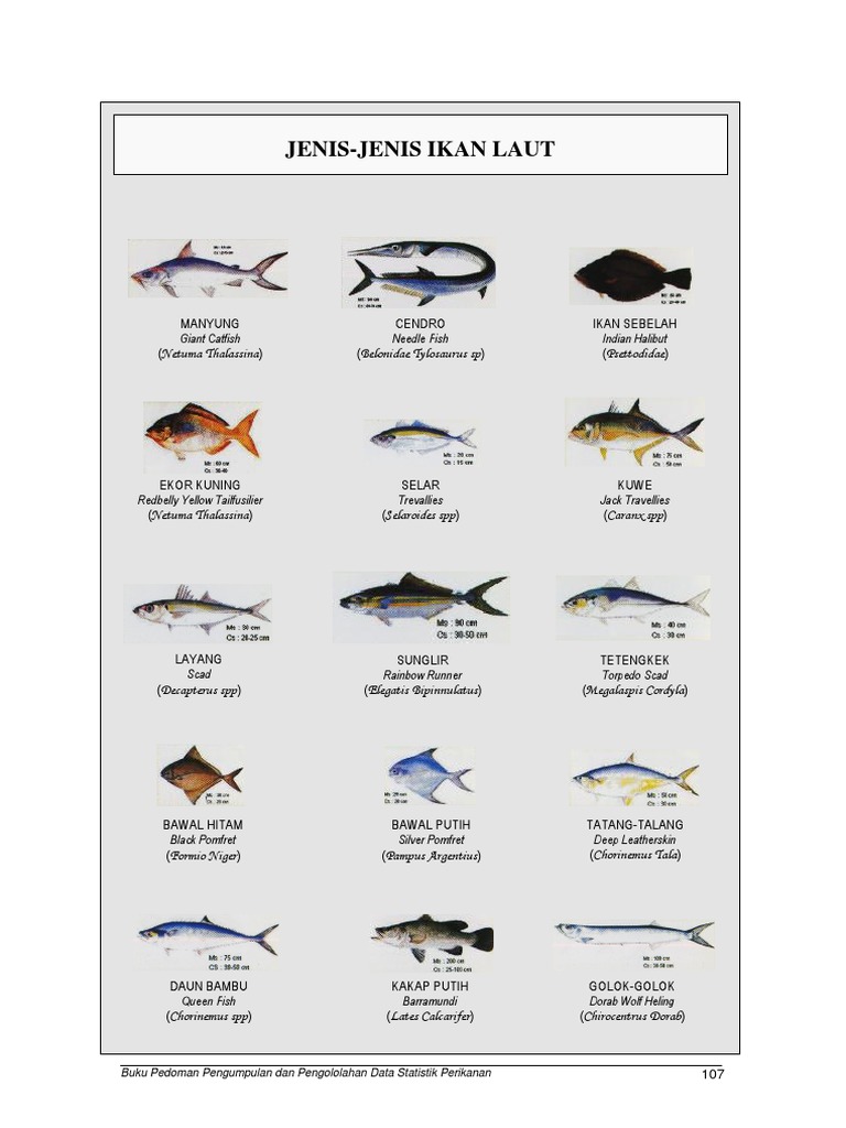 Gambar Ikan | PDF