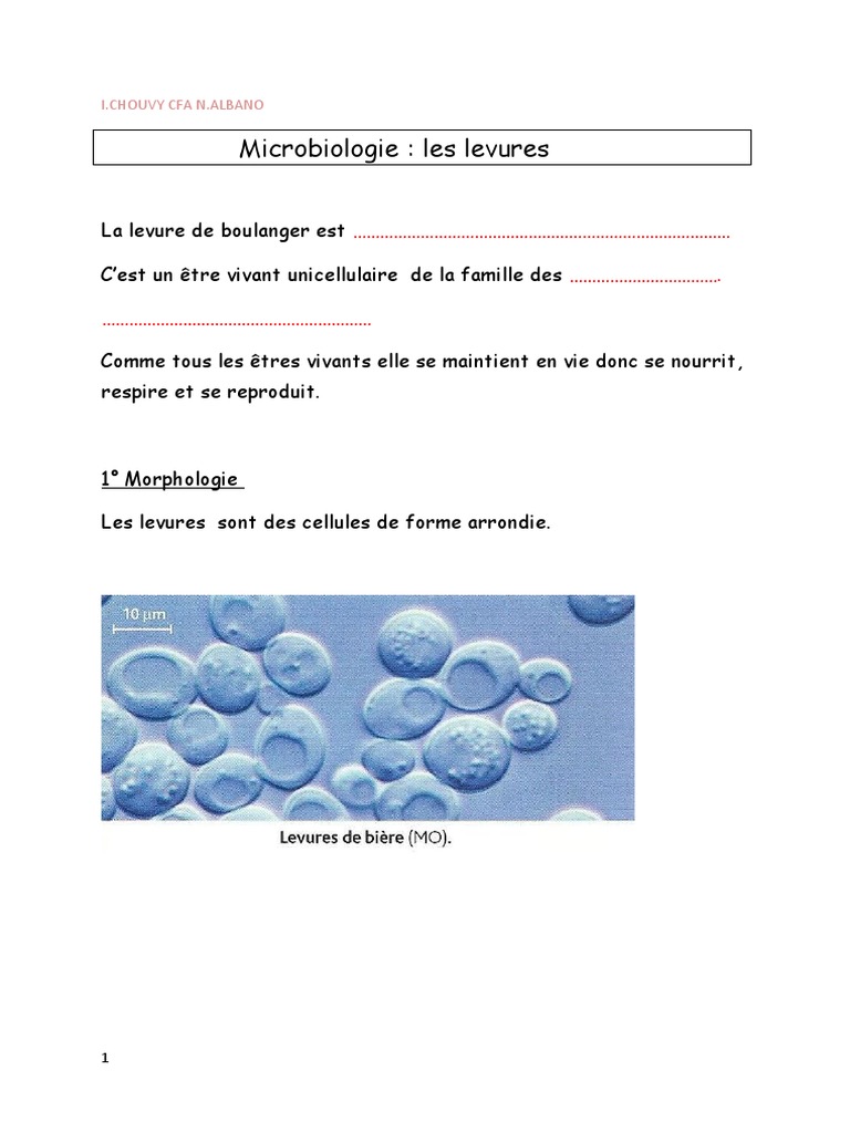 Microbiologie des levures : reproduction et morphologie | PDF | Levure ...