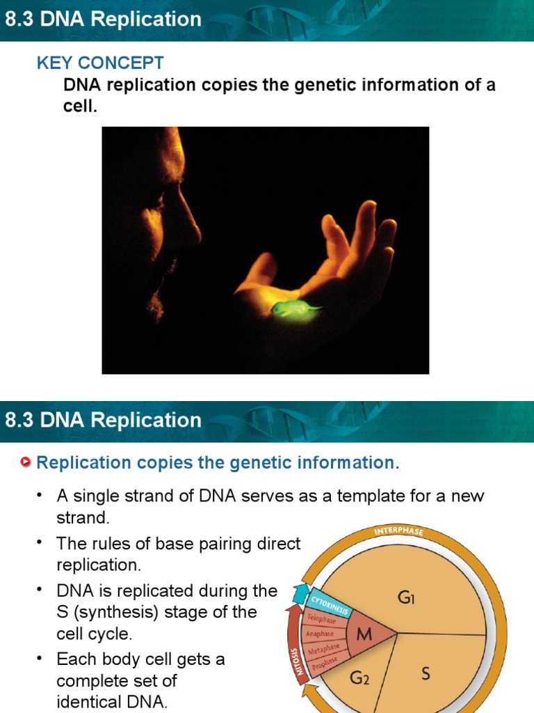 8 3 Dna Replication Pdf