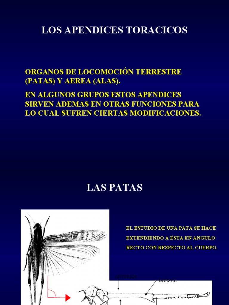 Patas | PDF | Anatomía | Zoología