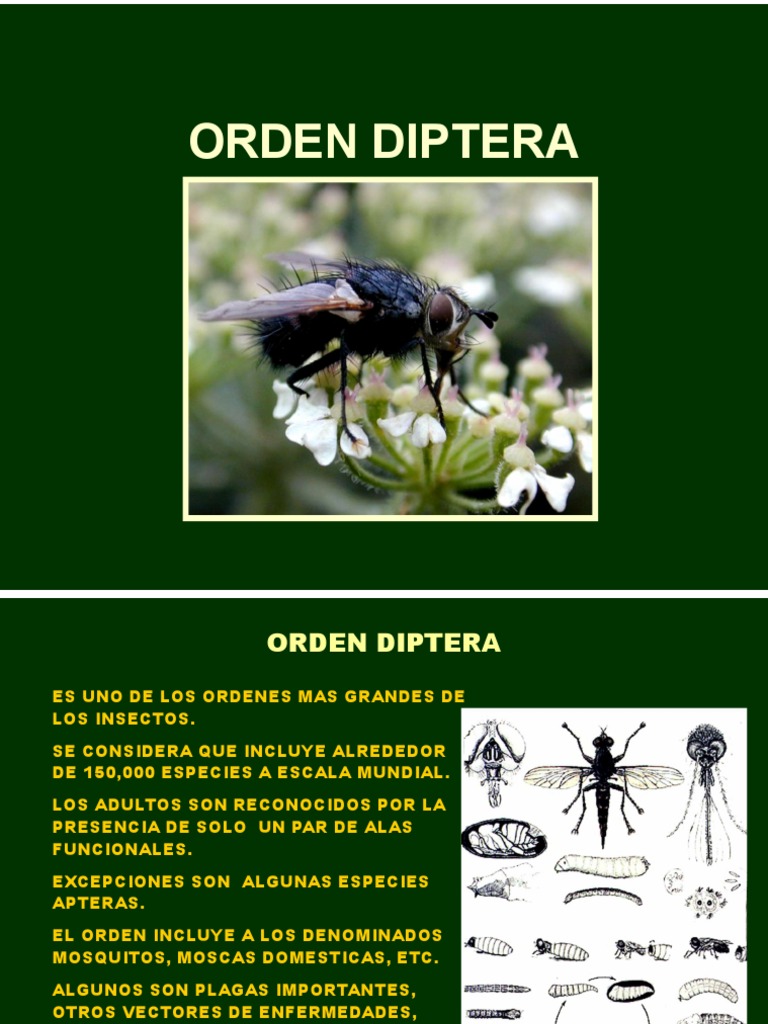 Orden Diptera | PDF | Mosca | Artrópodos
