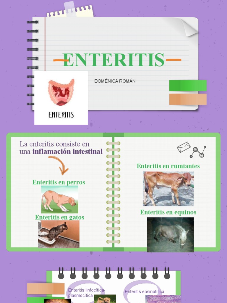 Enteritis | PDF
