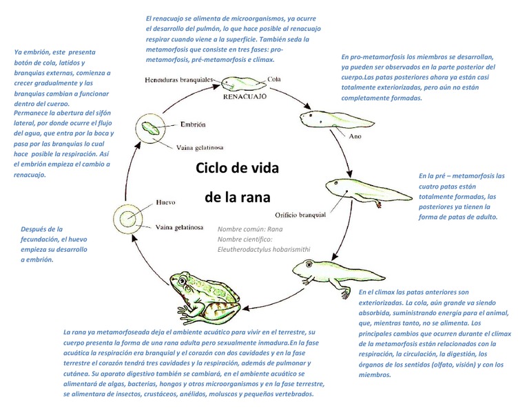 Diagrama Del Ciclo De Vida De La Rana