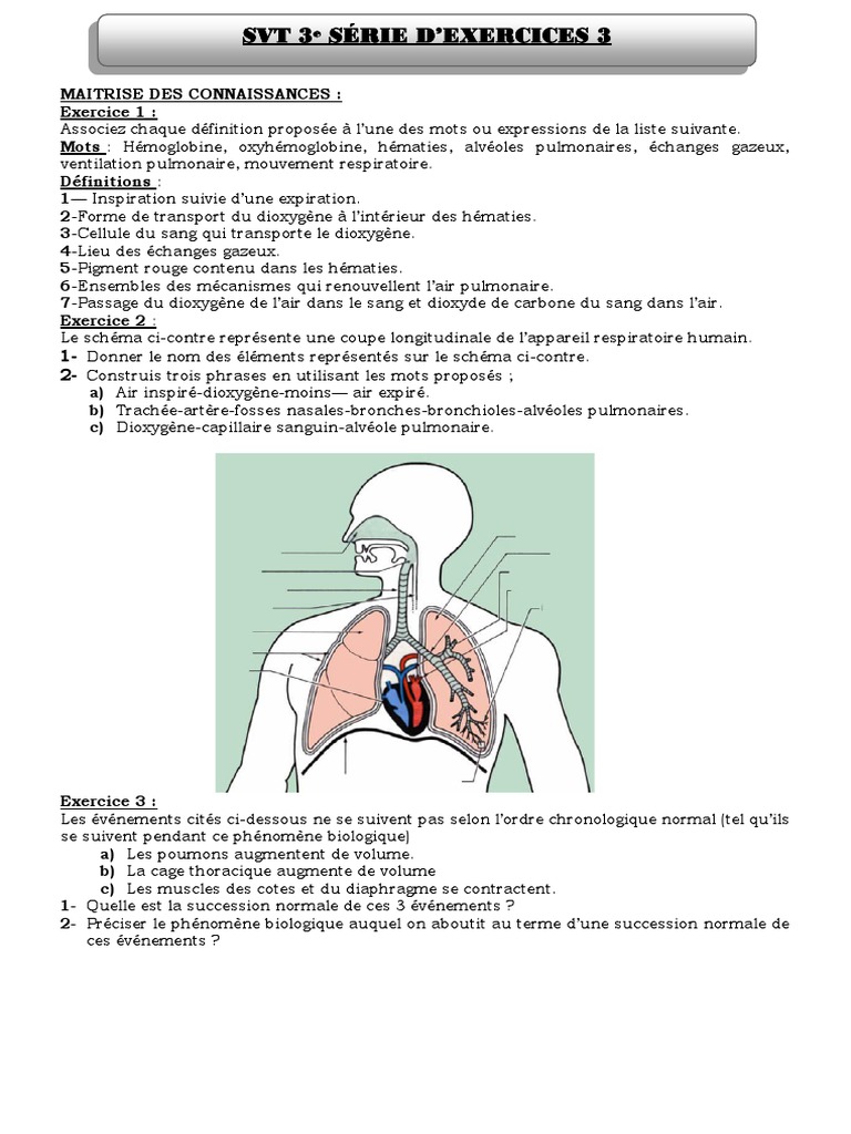 TD SVT 3 L3 | PDF | Poumon | Respiration