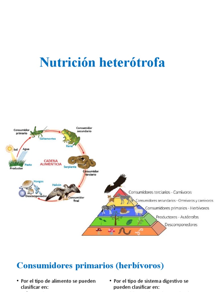 Nutricion Heterotrofa | PDF