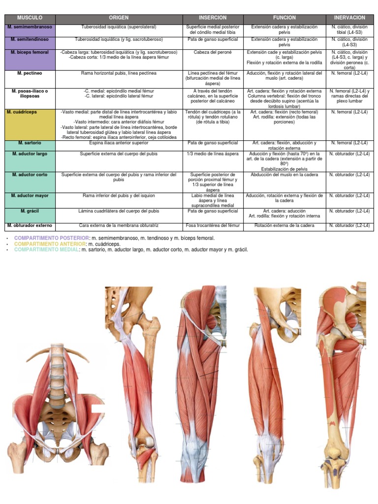 Musculatura Del Muslo | PDF | Anatomía del miembro inferior ...