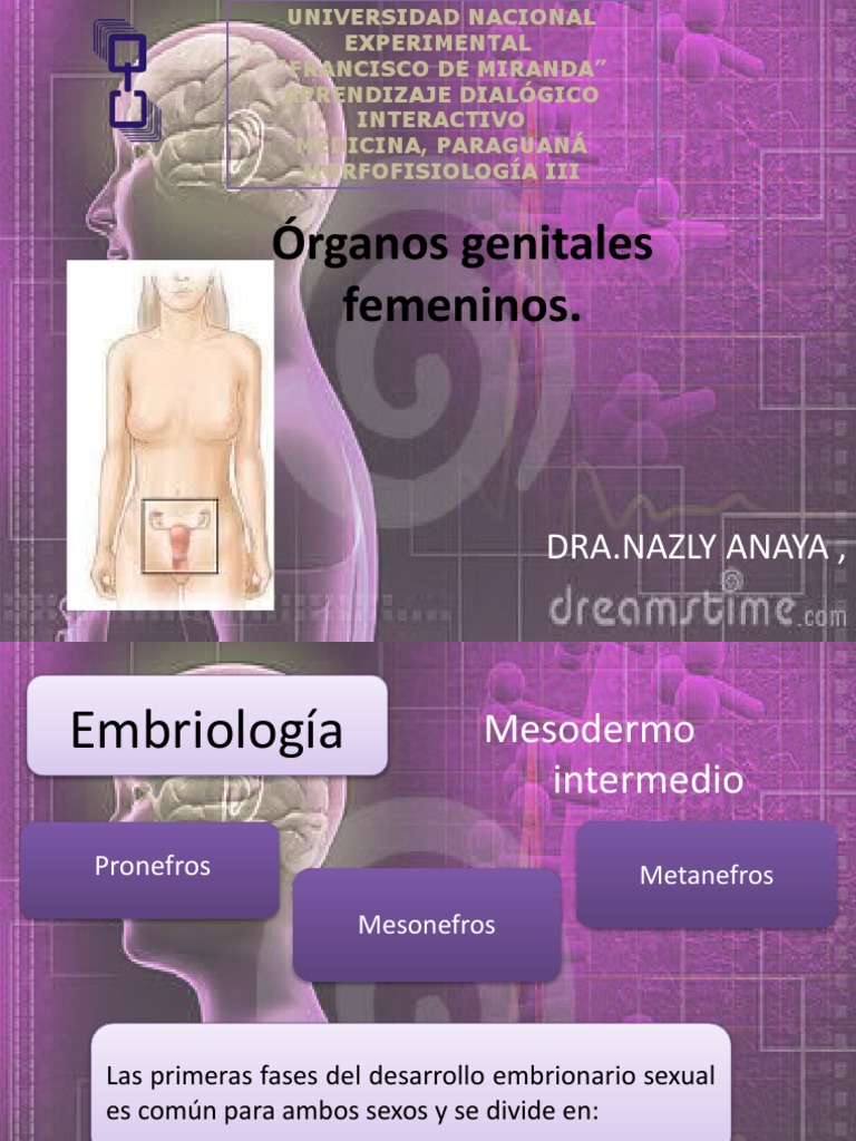 Órganos genitales femeninos | PDF | Vagina | Sistema reproductivo