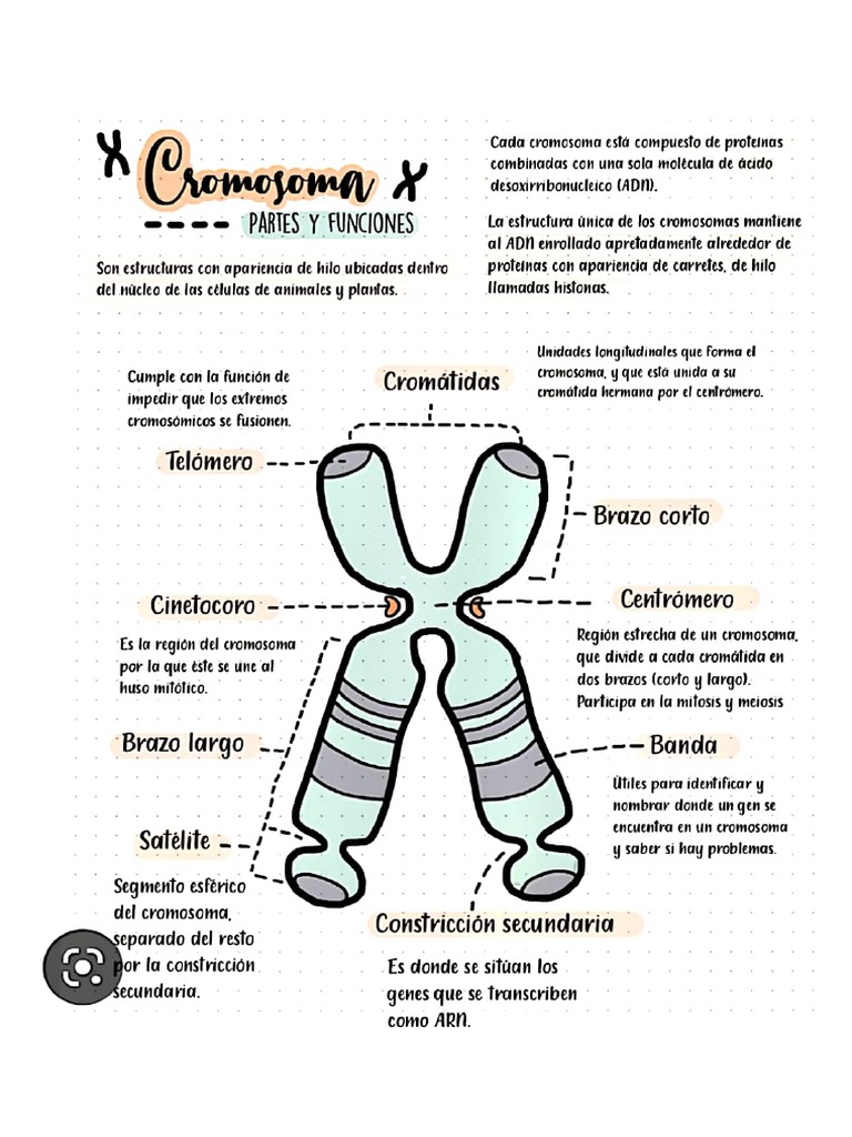 Cromosoma Partes | PDF