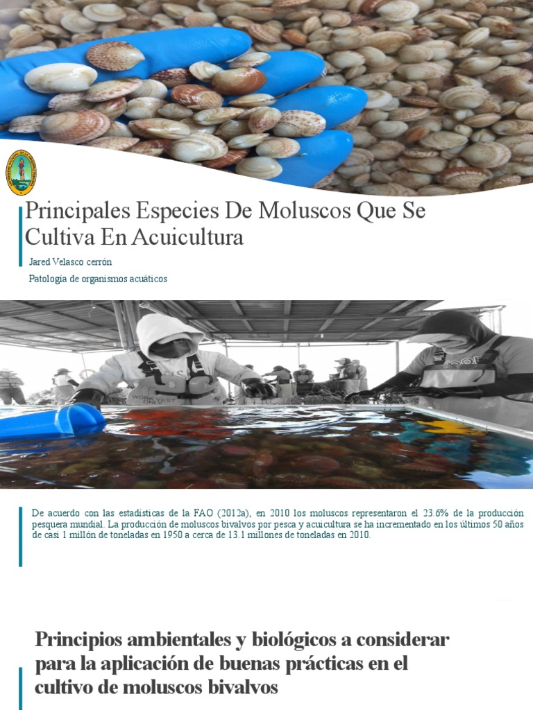 Especies de Moluscos en Acuicultura Chile | PDF | Moluscos