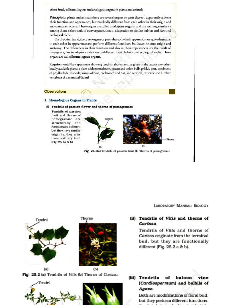 Exp 13 Examples of Homologous and Analogous Organ | PDF