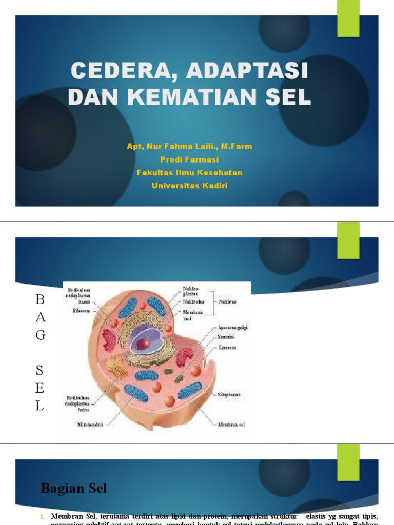 Cedera, Adaptasi Dan Kematian Sel | PDF