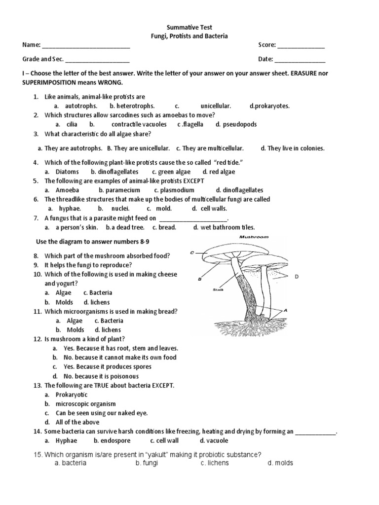 Summative Test Fungi, Protist, Bacteria | PDF
