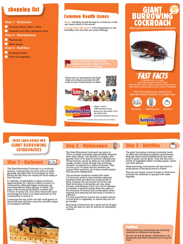 Caring for Giant Burrowing Cockroaches: A Three-Step Guide | PDF