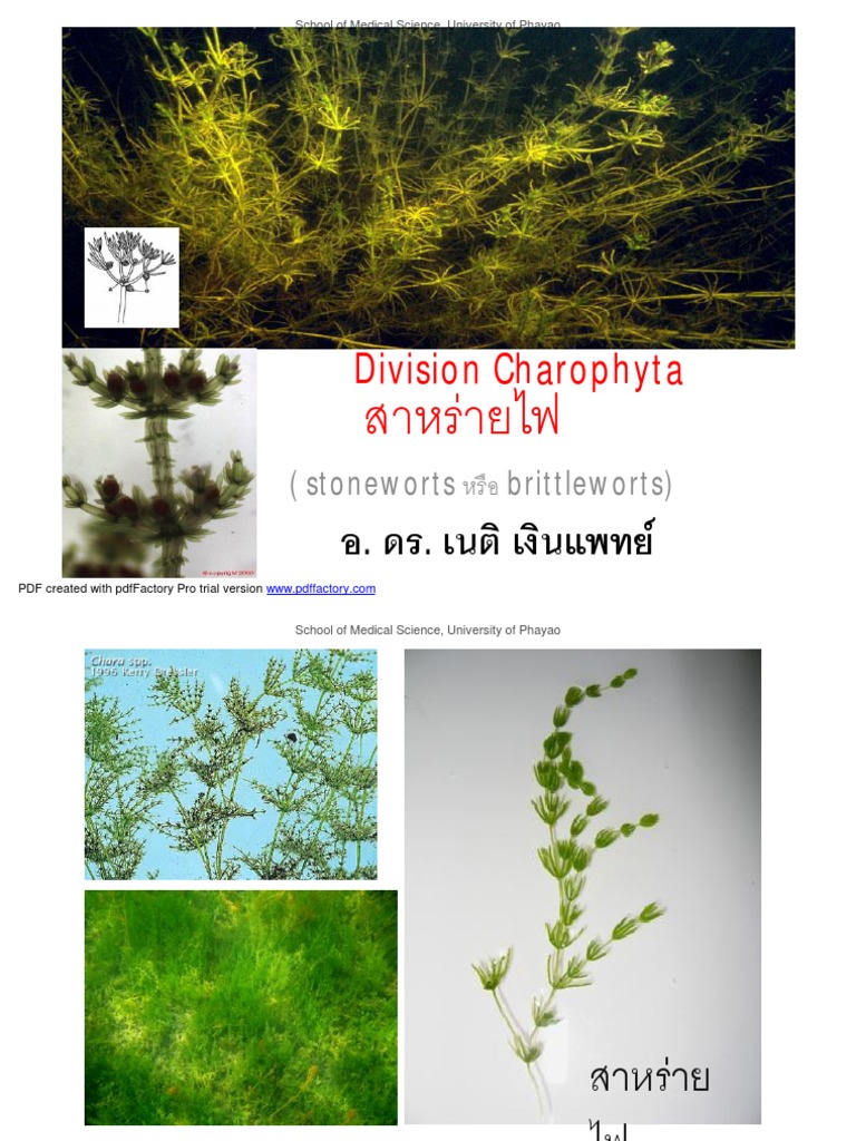 Division Charophyta สาหร่ายไฟ | PDF