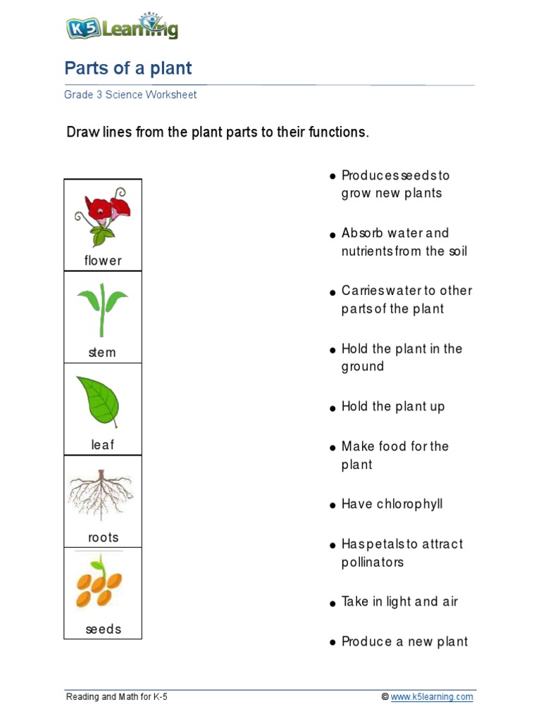 The Key Parts and Functions of a Plant: A Hands-On Science Worksheet ...