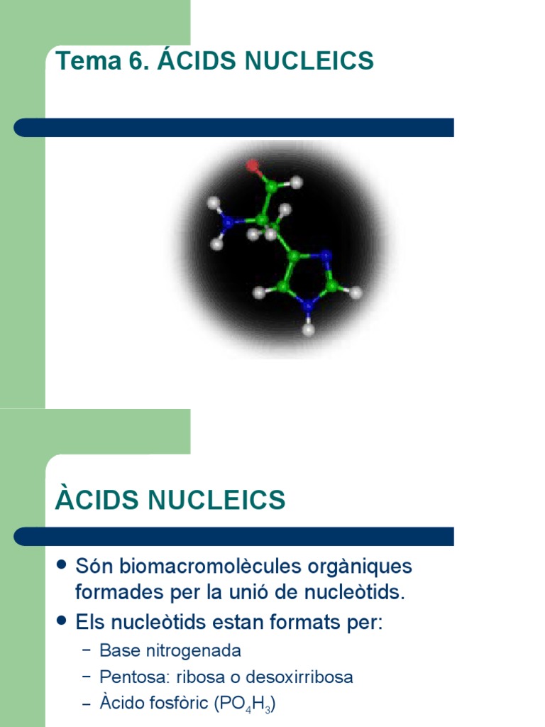 Tema 6. Àcids Nucleics | PDF