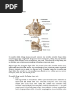 Anatomi Maksila & Mandibula | PDF