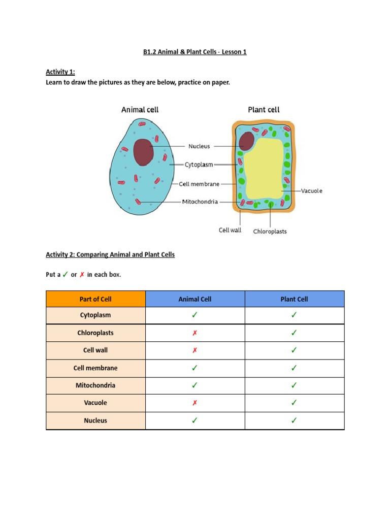 9Y4 B1.2 Animal & Plant Cells - Lesson 1 | PDF | Cell (Biology ...