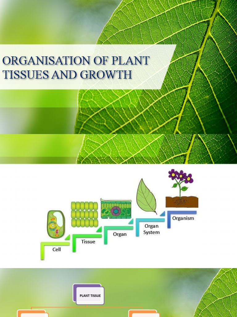 Plant Tissue Organization and Growth | PDF | Tissue (Biology) | Plant Stem