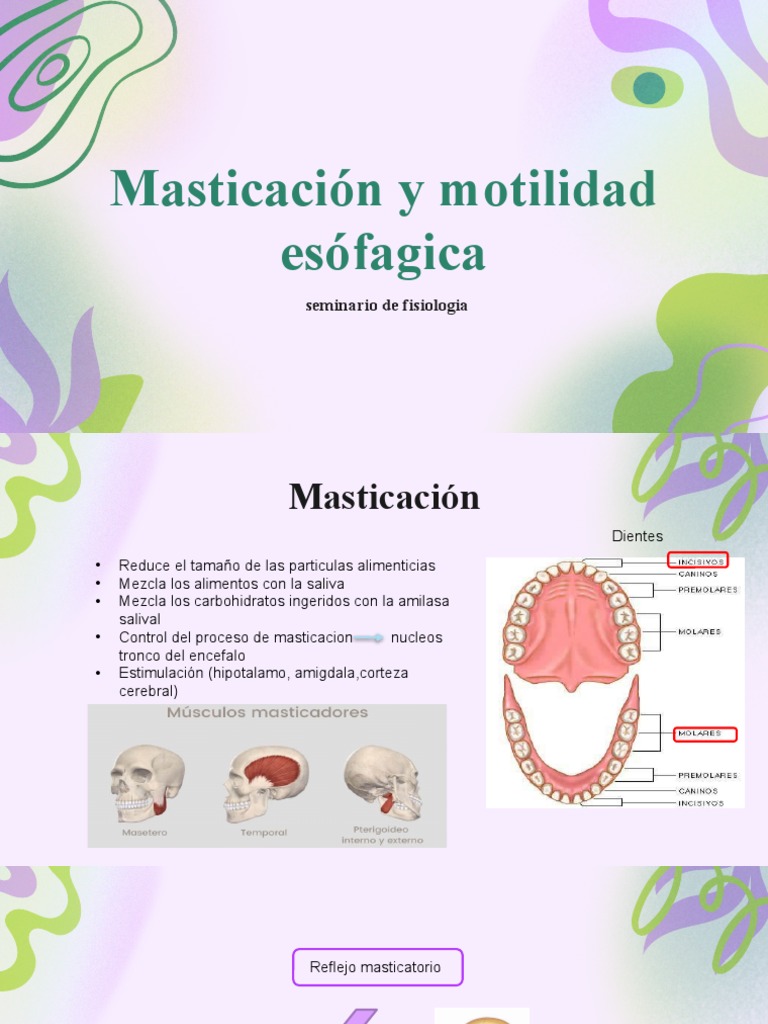 Masticacion | PDF | Esófago | Anatomía