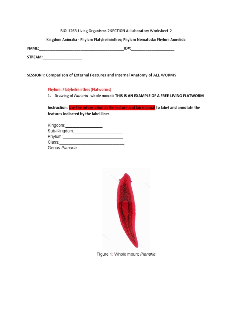 Lab 2 Online Worksheet 2021 - The Worms | PDF | Biology | Anatomy