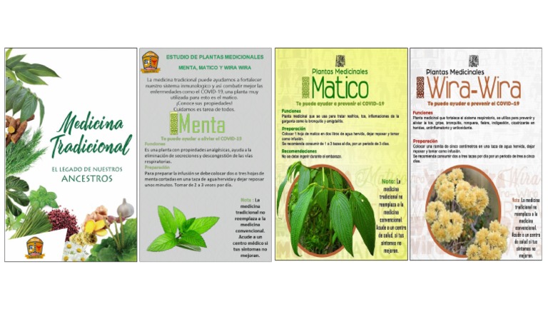 Triptico Plantas Medicinales | PDF