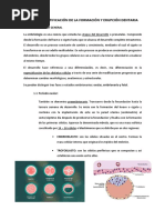 Arcos Branquiales (TEXTO) PDF | PDF | Anatomía humana | Anatomía