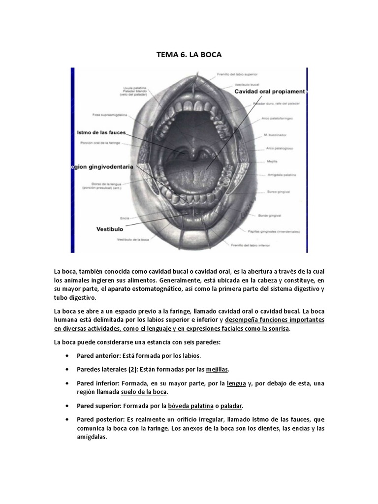 Anatomía De La Boca Pdf , Cavidad bucal: Anatomía, función y ...