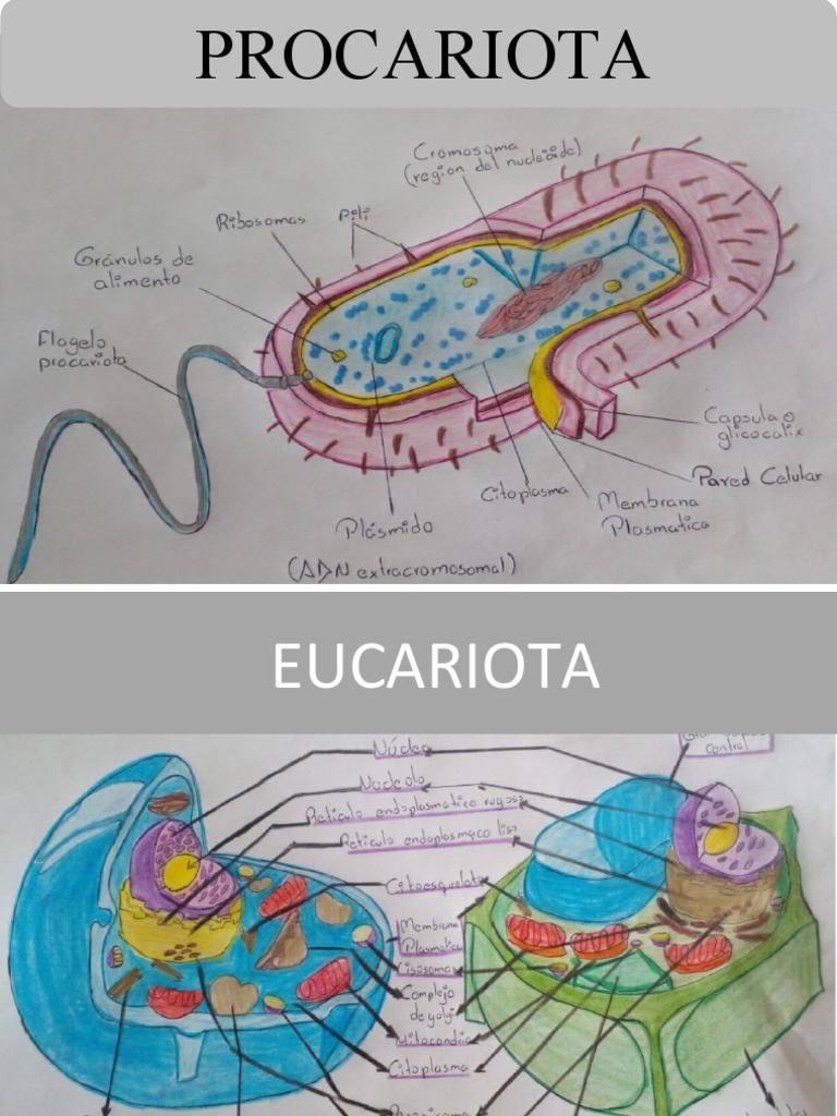 Dibujo de Eucariota y Procariota | PDF