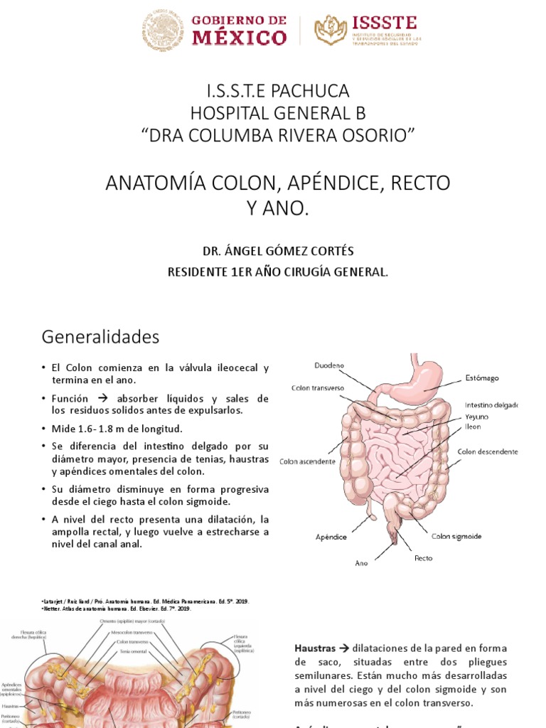 Anatomía del Colon, Apéndice y Recto | PDF | Intestino grueso | Abdomen