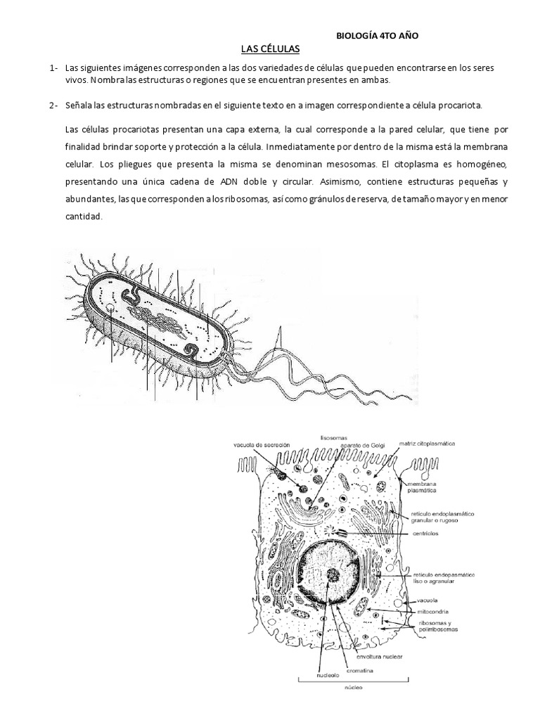 LAS CÉLULAS Ficha de Trabajo | PDF