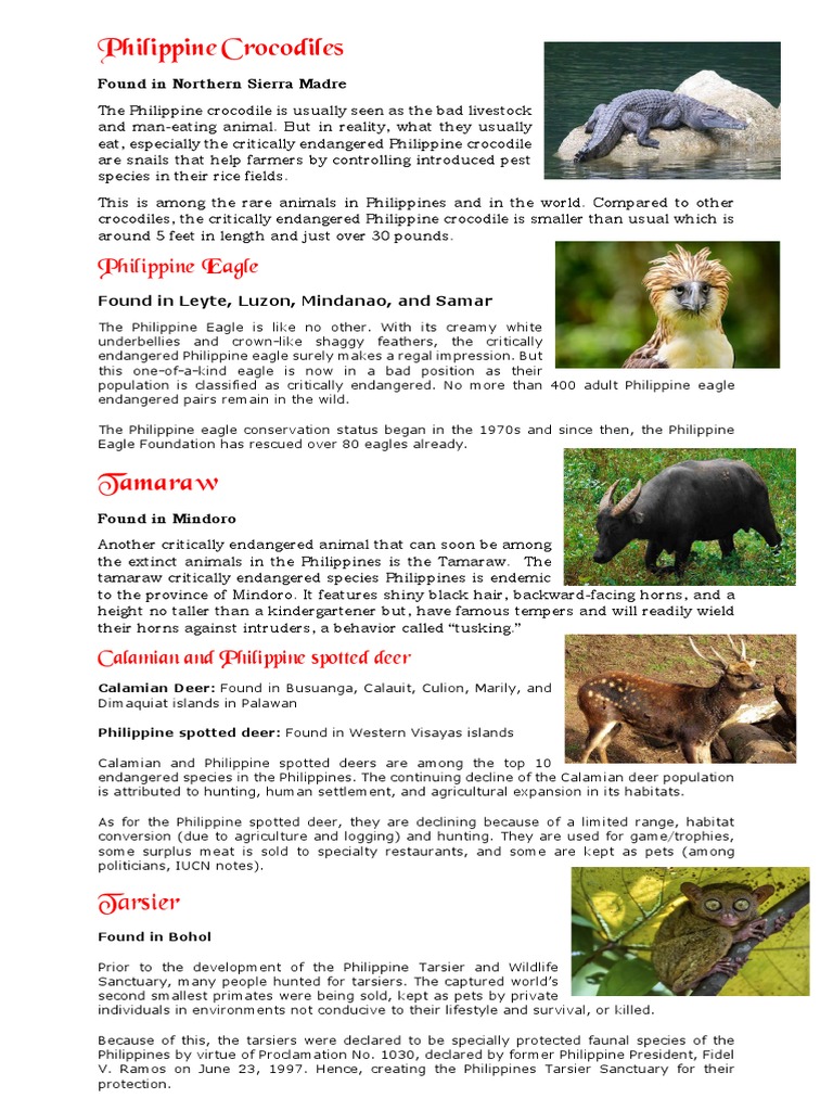 Philippine Crocodiles | PDF | Philippines | Endangered Species