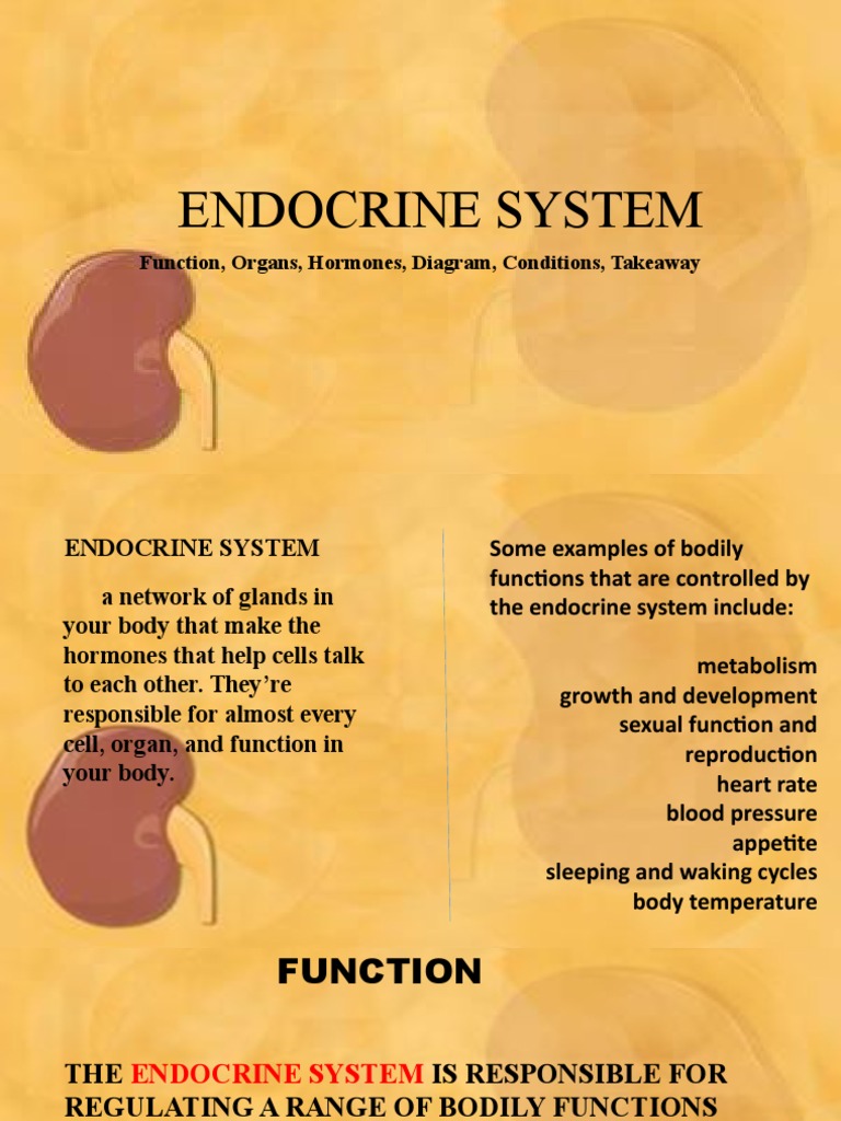 Endocrine System | PDF | Endocrine System | Human Body