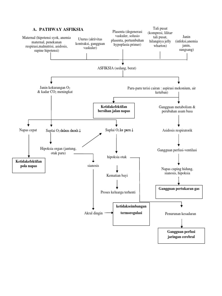 PATHWAY ASFIKSIA Baru | PDF