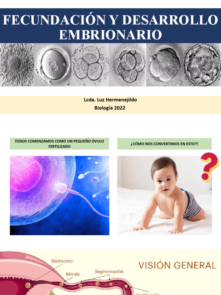 Fecundación y Desarrollo Embrionario | PDF