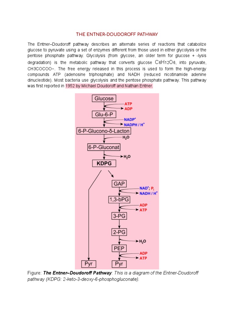 The Entner-Doudoroff Pathway | PDF | Wellness | Technology & Engineering