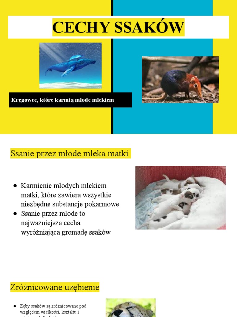 Cechy Ssaków | PDF Cechy Ssaków | PDF